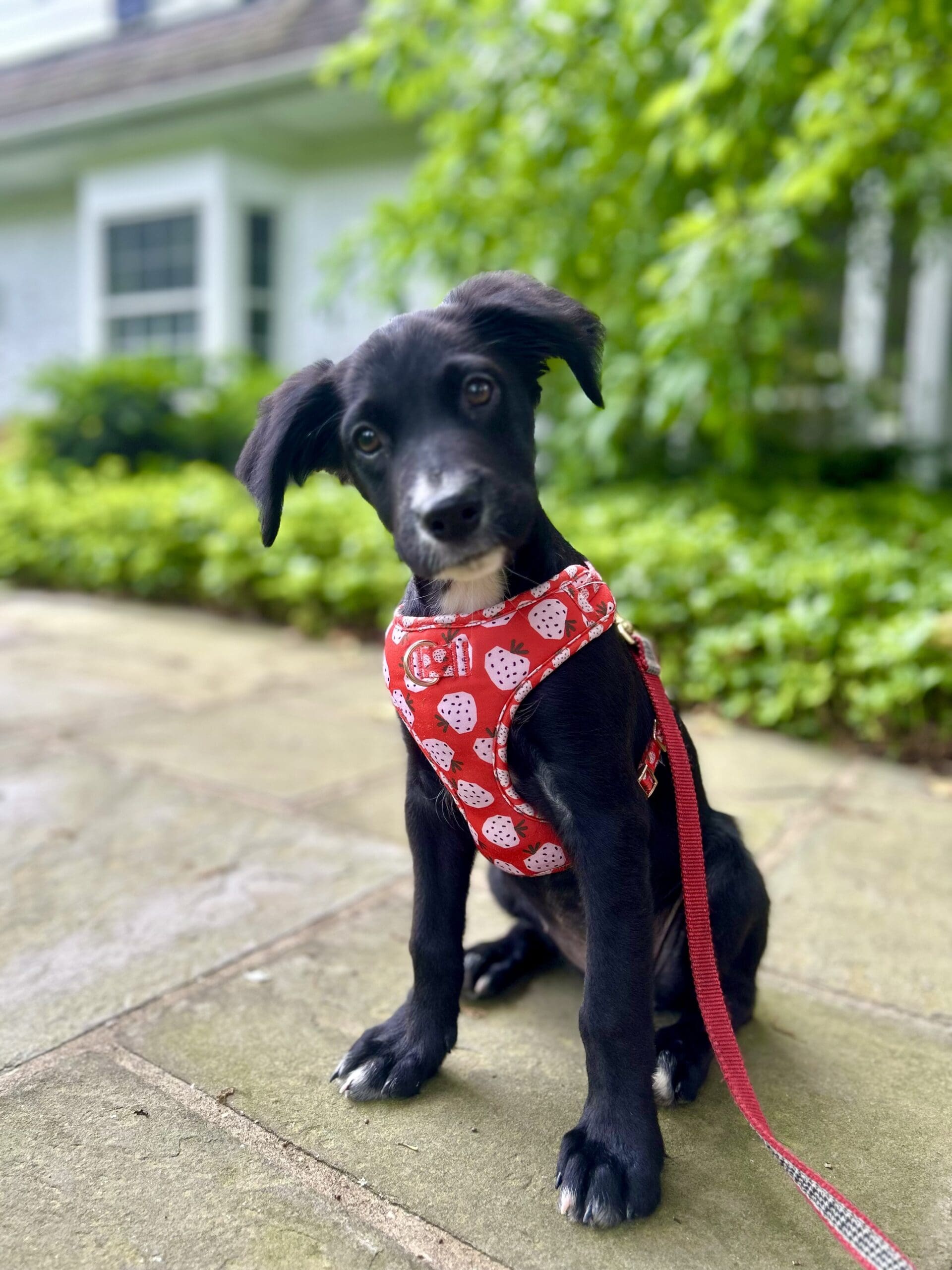 Meet Daisy! - Fountain Avenue Kitchen